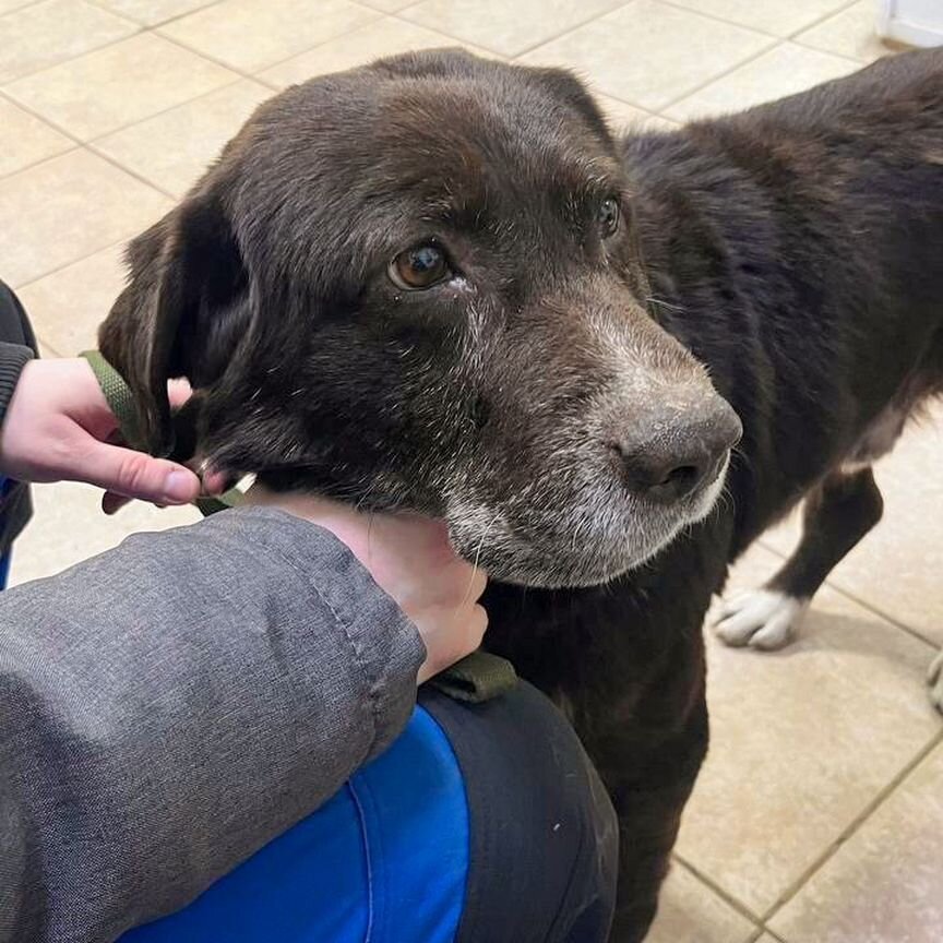 Собака в добрые руки