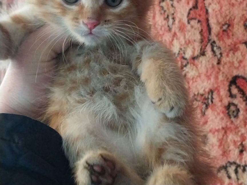 Котята в добрые руки