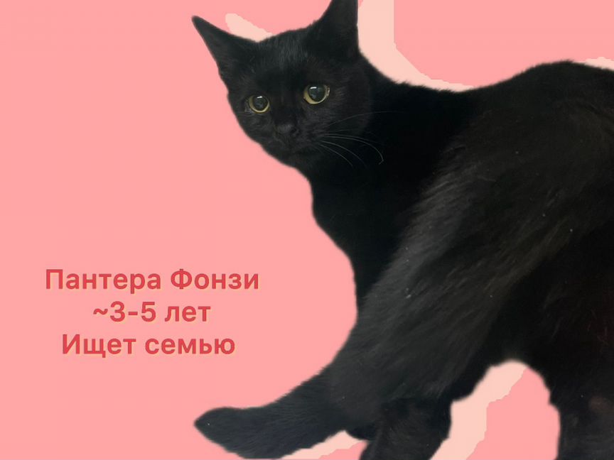 Фонзи ищет семью