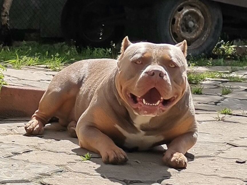 Американский булли - пацаны