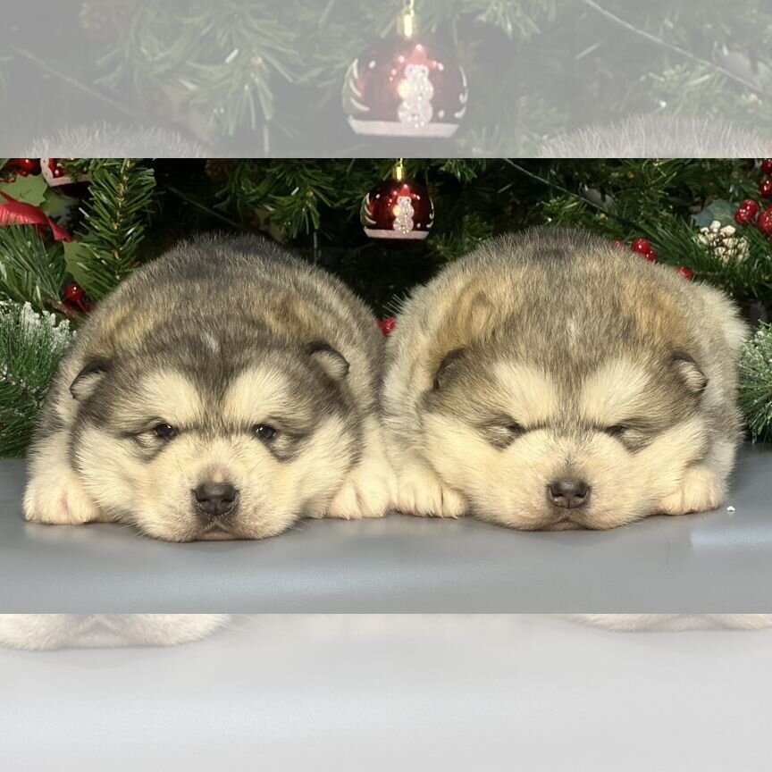 Аляскинский маламут, щенок