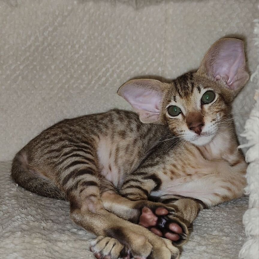 Ориентальный котик
