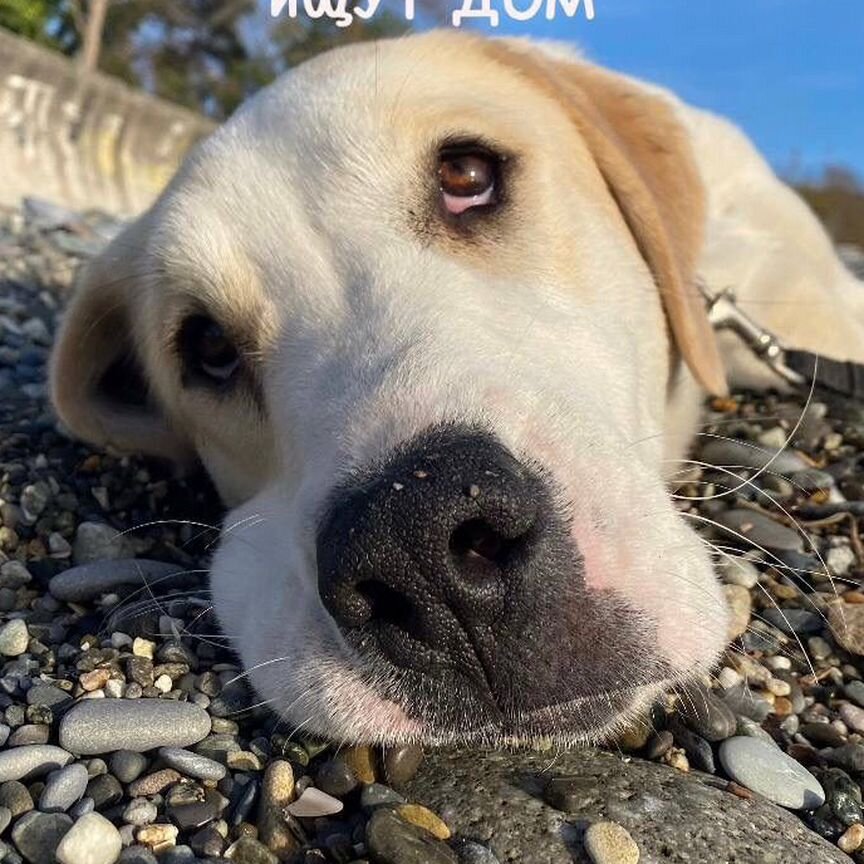 Взрослая собака в добрые руки