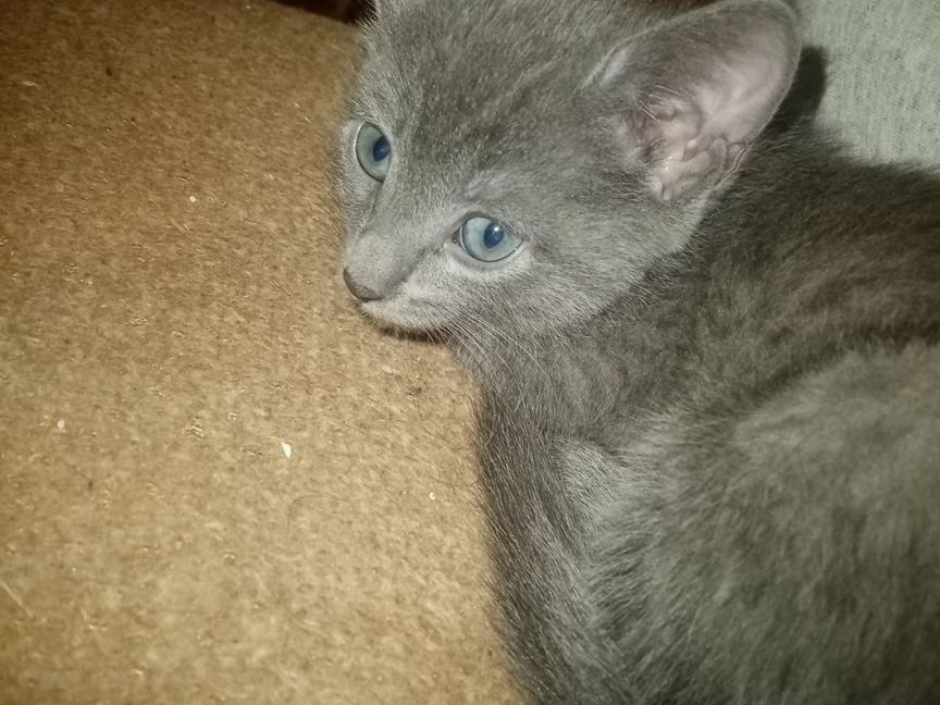Котенок тёмно серый