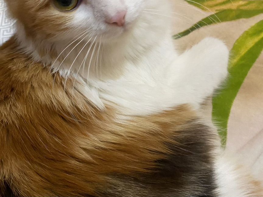 Кошечка Мия