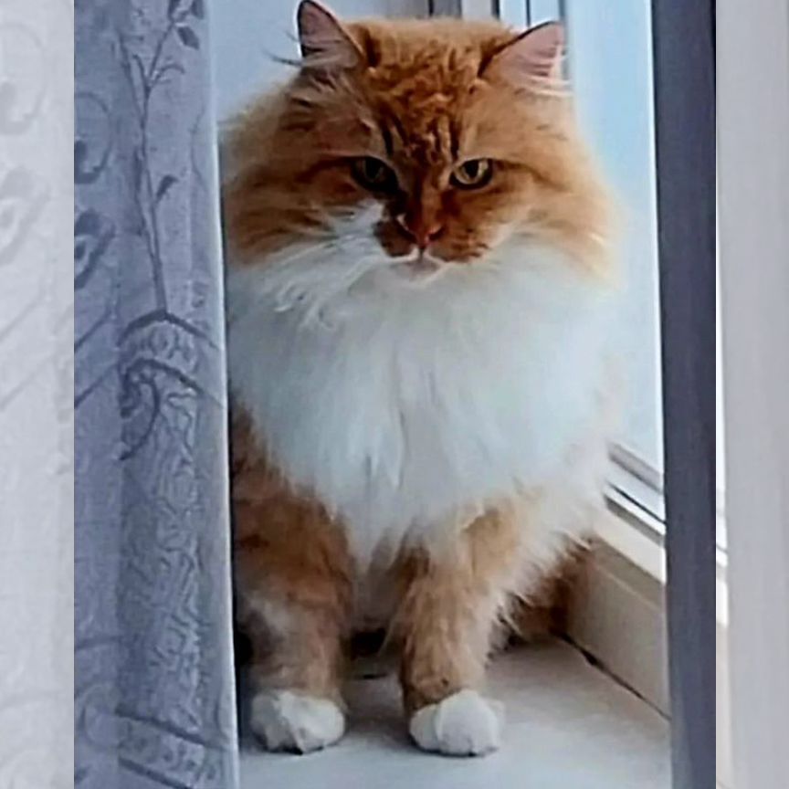 Взрослая, Девочка кошка в добрые руки