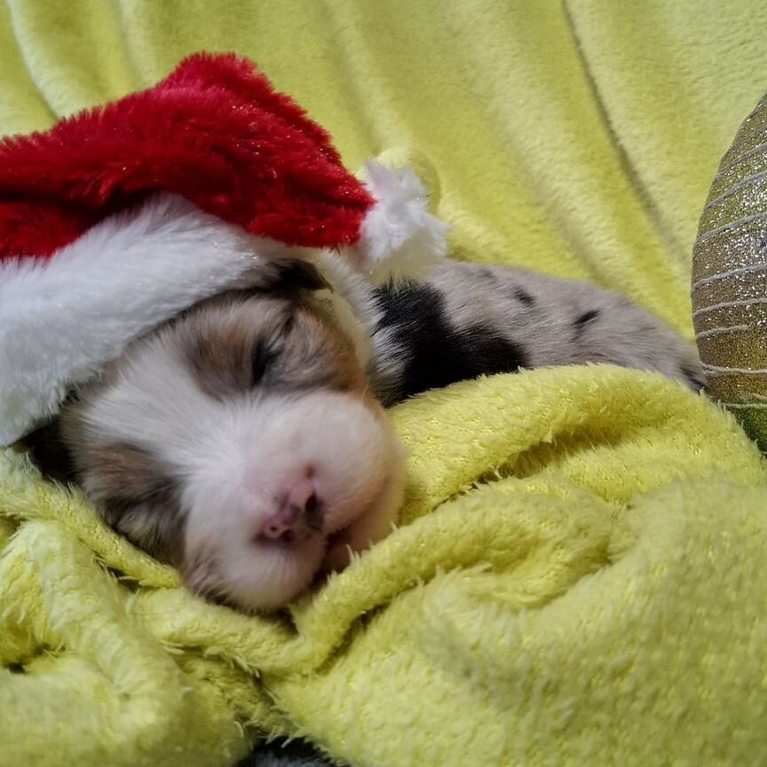 Австралийская овчарка, щенок