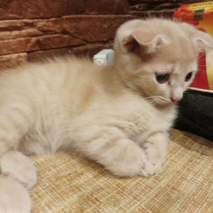 Шотландский вислоухий короткошёрстный котёнок