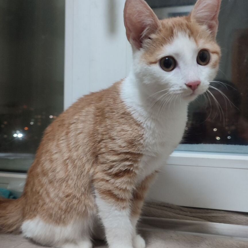 Рыжий котенок 3 месяца девочка