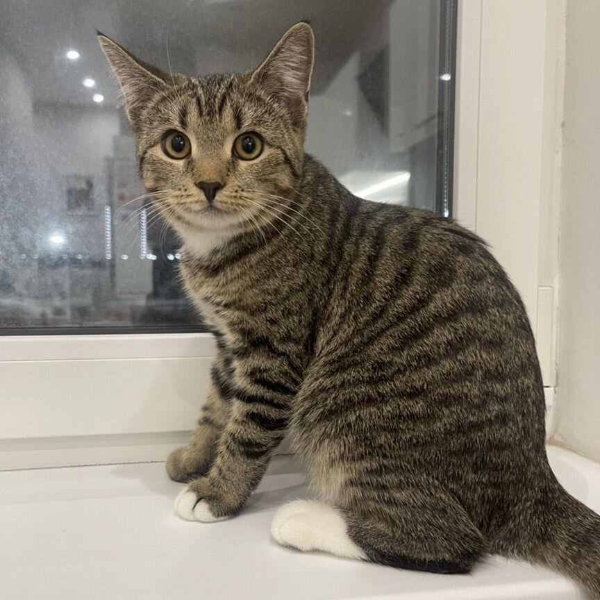 Кошечка 4 мес