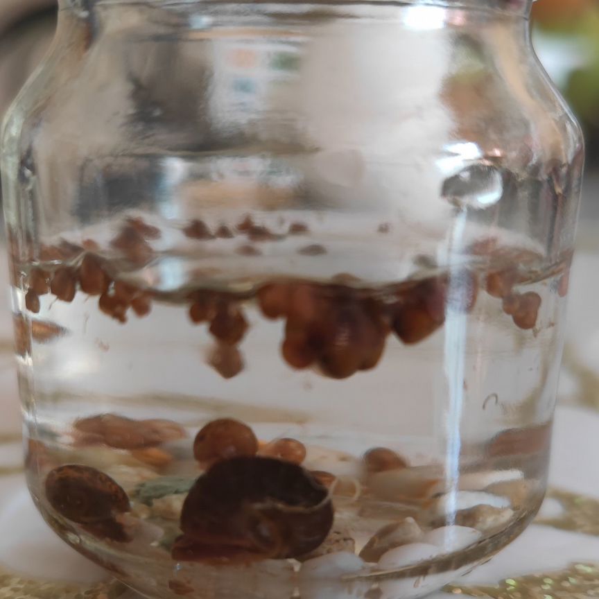 Улитки аквариумные красные катушки