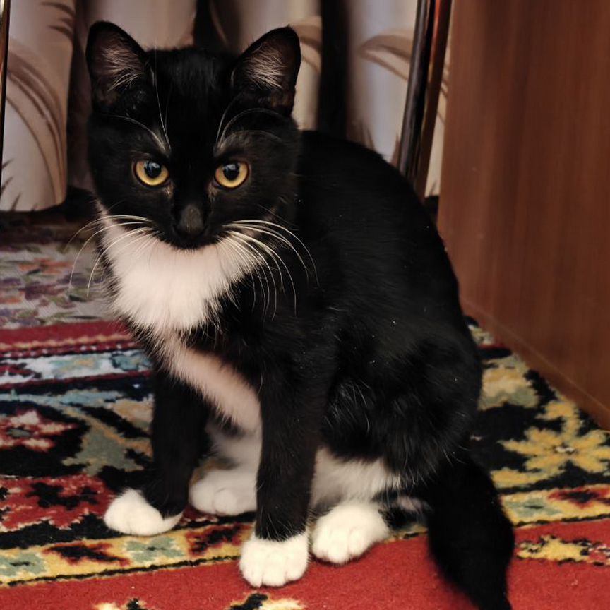 Котёнок в добрые руки