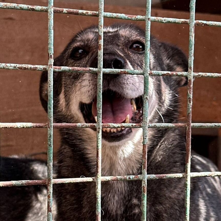 Две подружки -старушки Ляля и Леля очень ищут дом