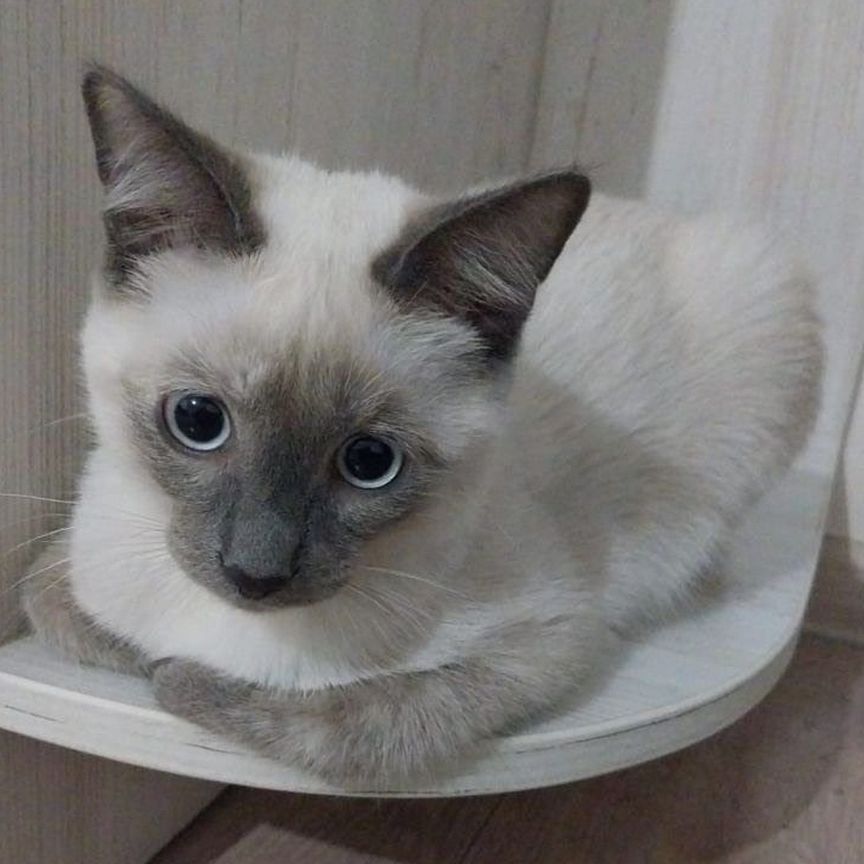 Сиамская, взрослая кошка