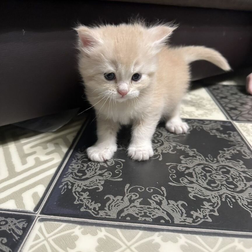 Котята мейн-кун, шотландец вислоухий