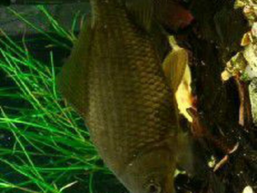 Живая рыба карась