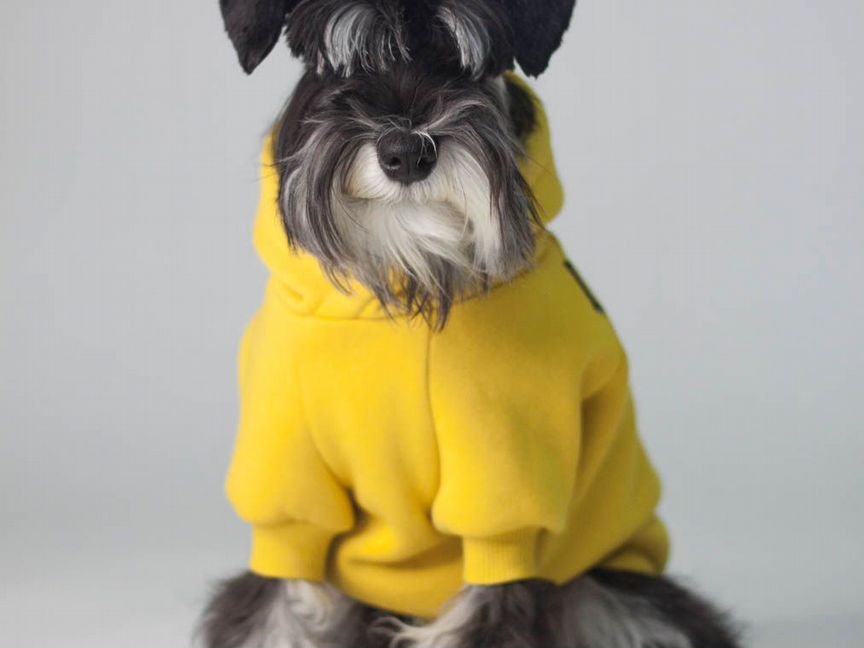 Худи для собак