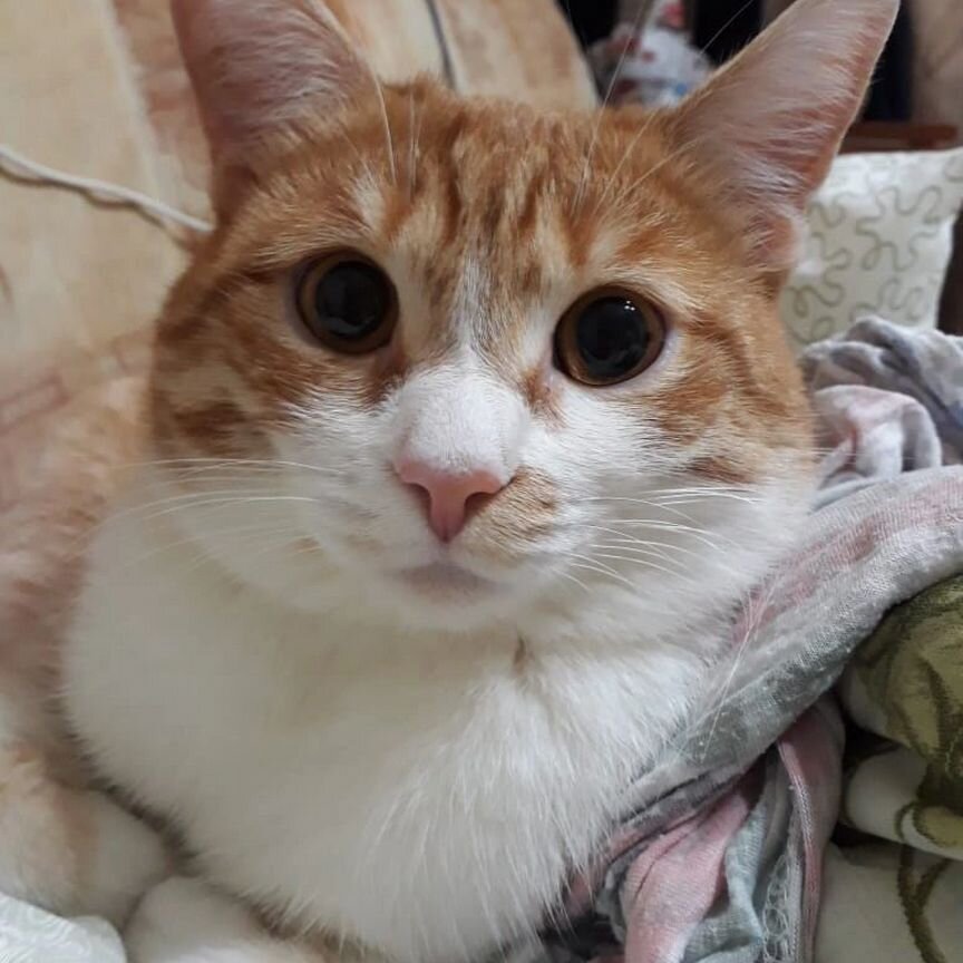 Кот Витя бесплатно в добрые руки