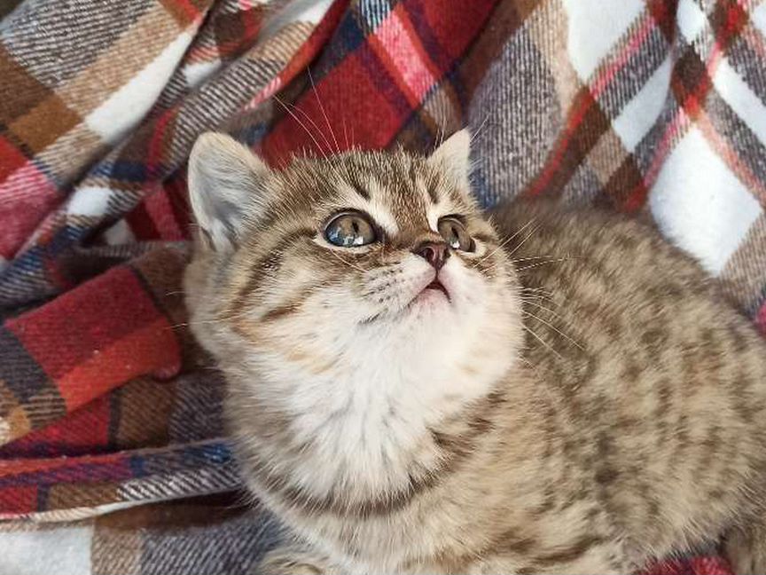 Кошка