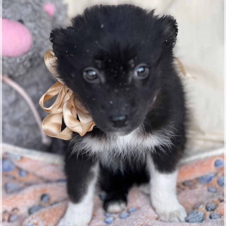 Щенок девочка