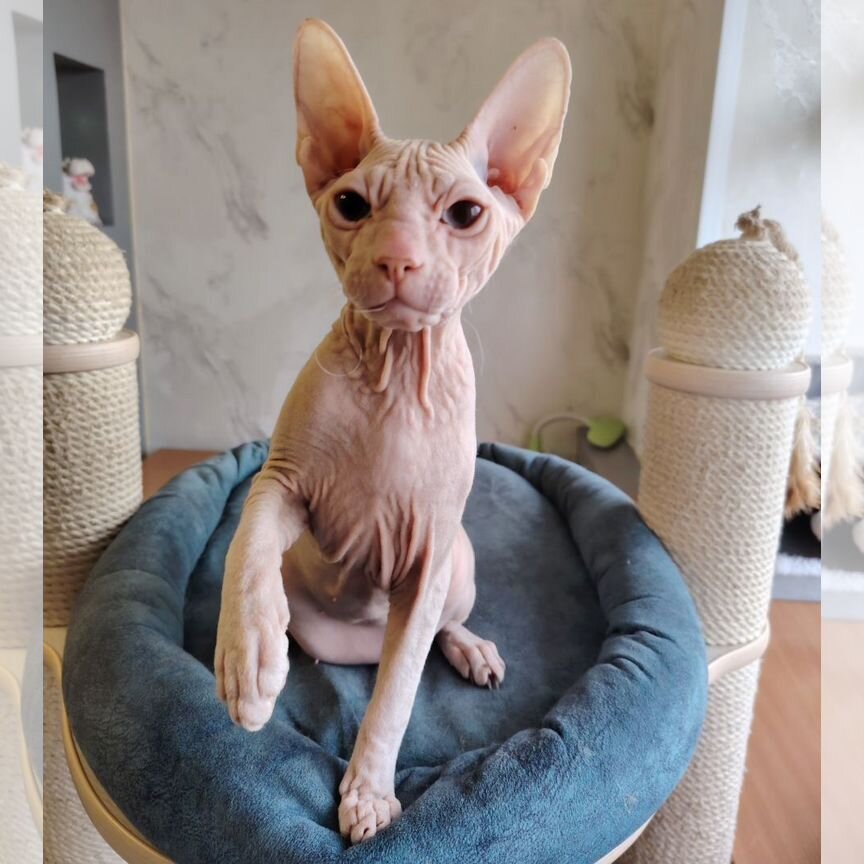 Донской сфинкс котёнок