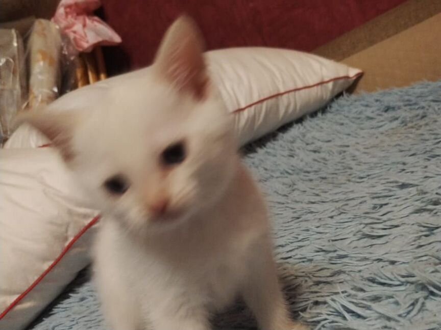 Сиамские котята