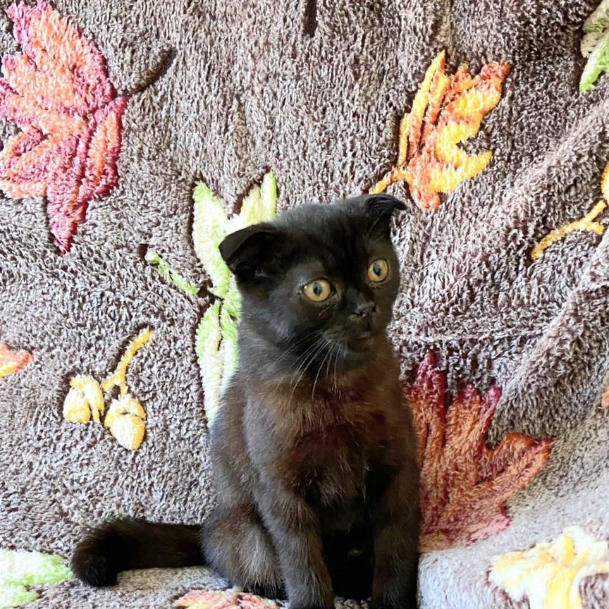 Николь в добрые ручки