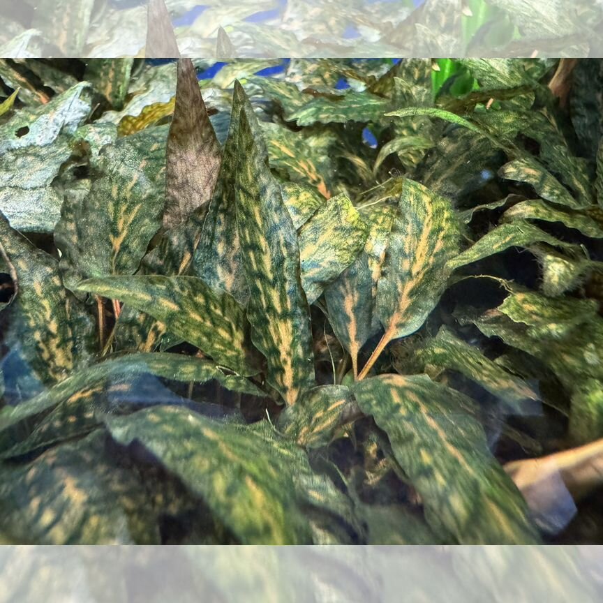 Криптокарина нури