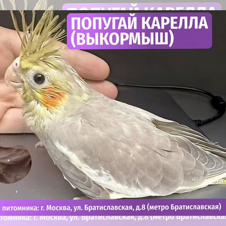 Попугай Карелла выкормыш