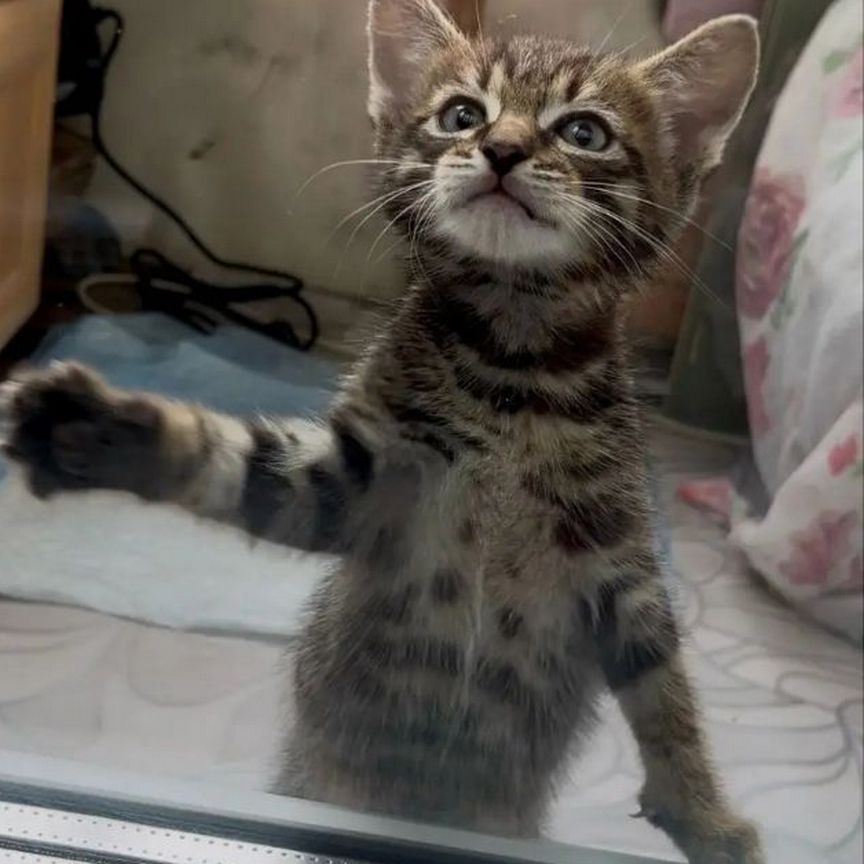 Котёнок в добрые руки