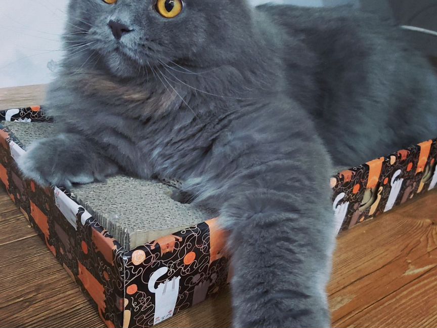 Отдам британского длинношерстного кота