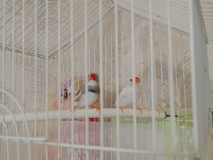 Амадины