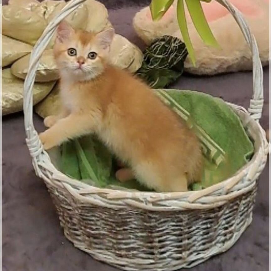 Шотландский прямоухий короткошёрстный котёнок
