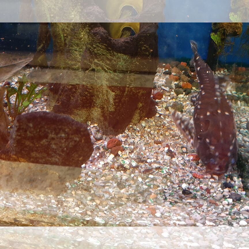 Аквариумные сомы Агамиксы