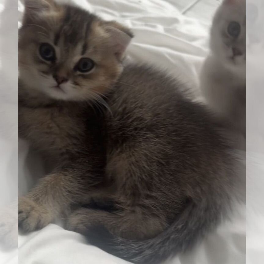 Продаю котят серебренная шиншилла