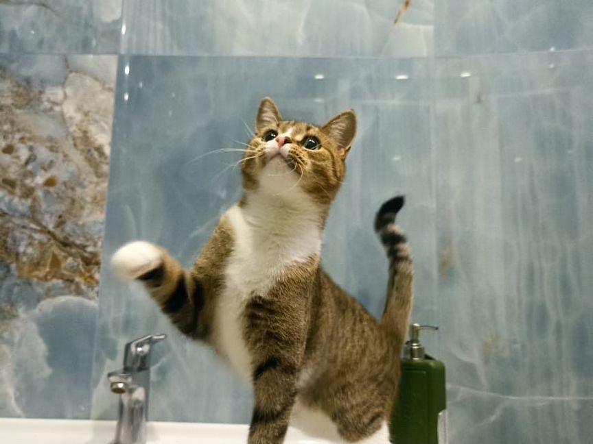 Кошка котенок Барфи 1 год