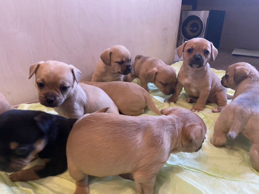 Французские метисы