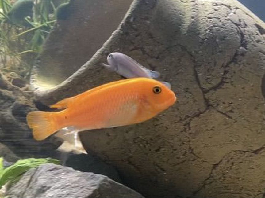 Цихлида красная зебра обмен