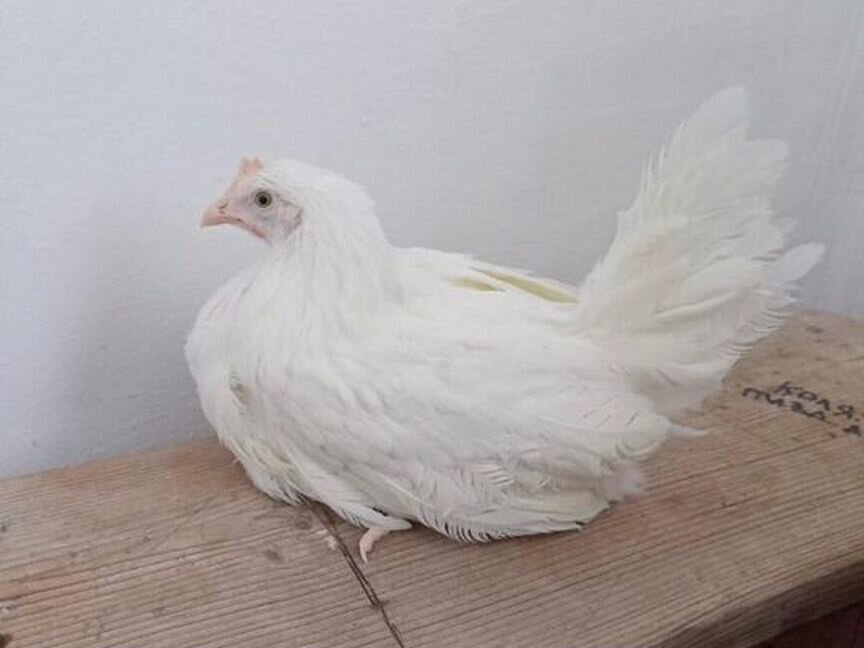 Несушки