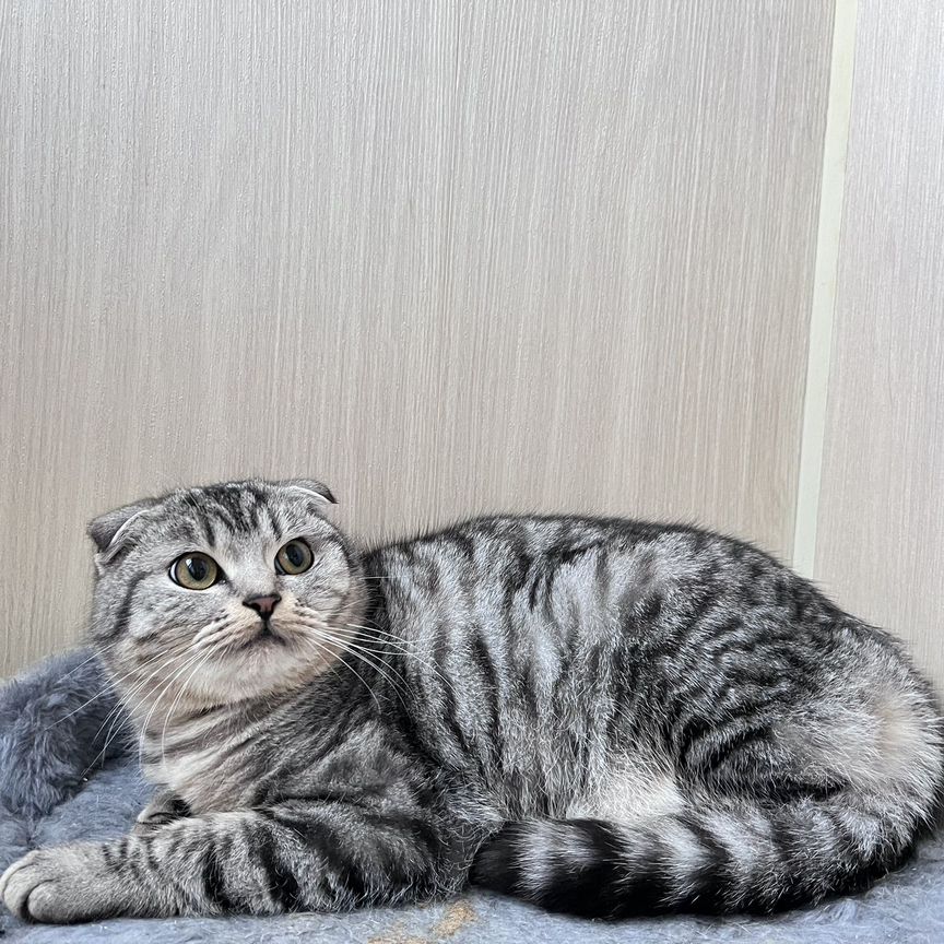 Шотландский вислоухий кот