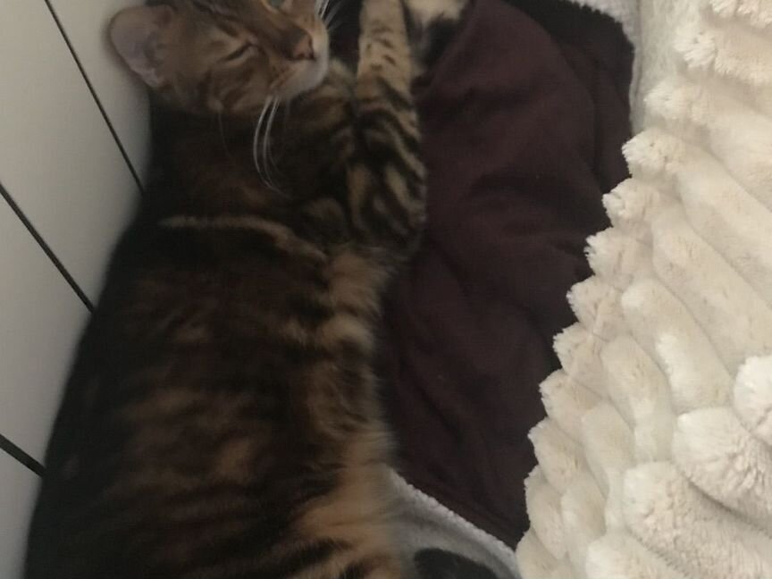 Бенгальская кошка