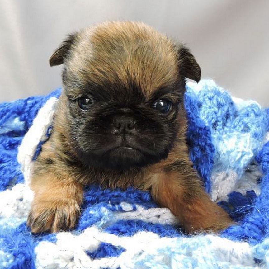 Щенки гриффончики