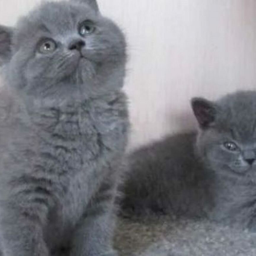 Шотландская