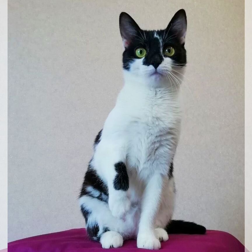 Котенок 10 месяцев