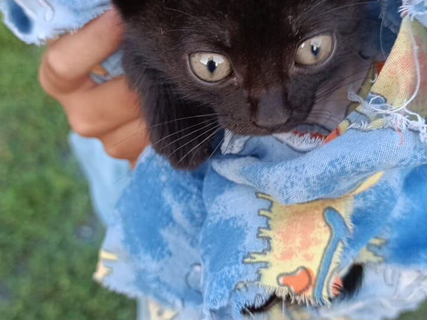 Экстренно нужен дом двум котятам