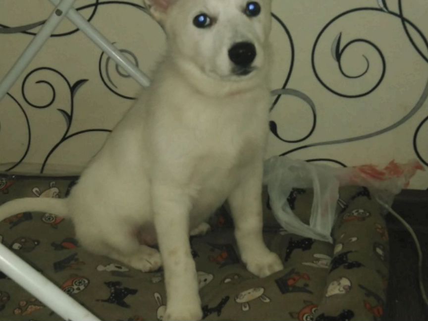 В добрые руки щенок