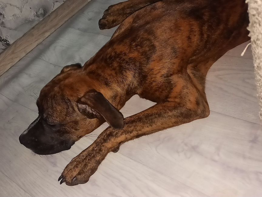 Стаффорд в ответственные руки