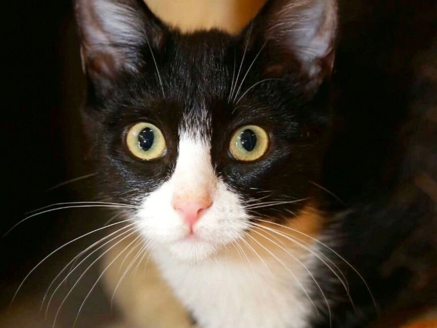 Котёнок
