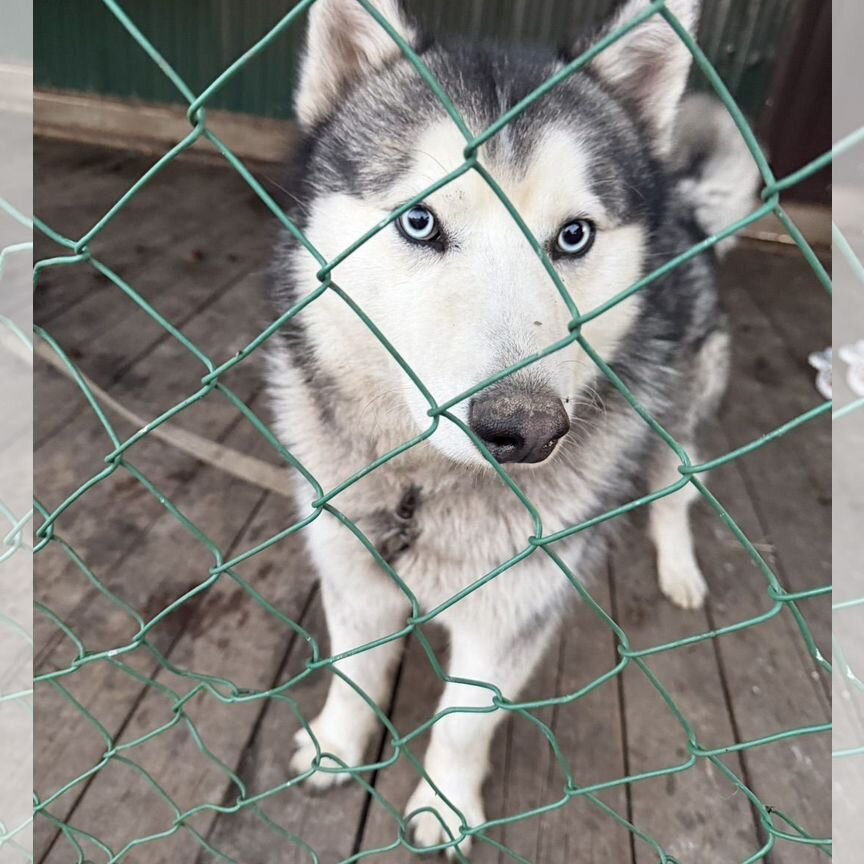 Сибирский хаски, щенок