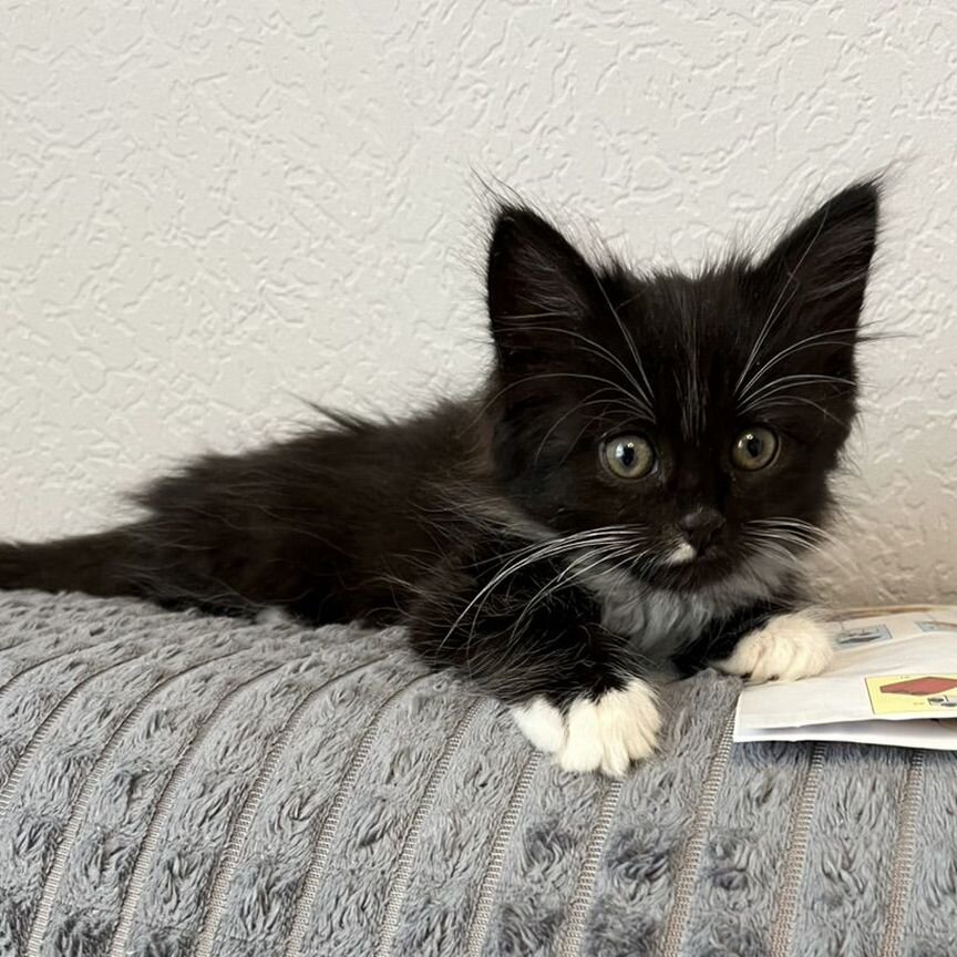 Мейн-кун котёнок